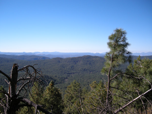 Arizona Pine Forests - Flying The Koop